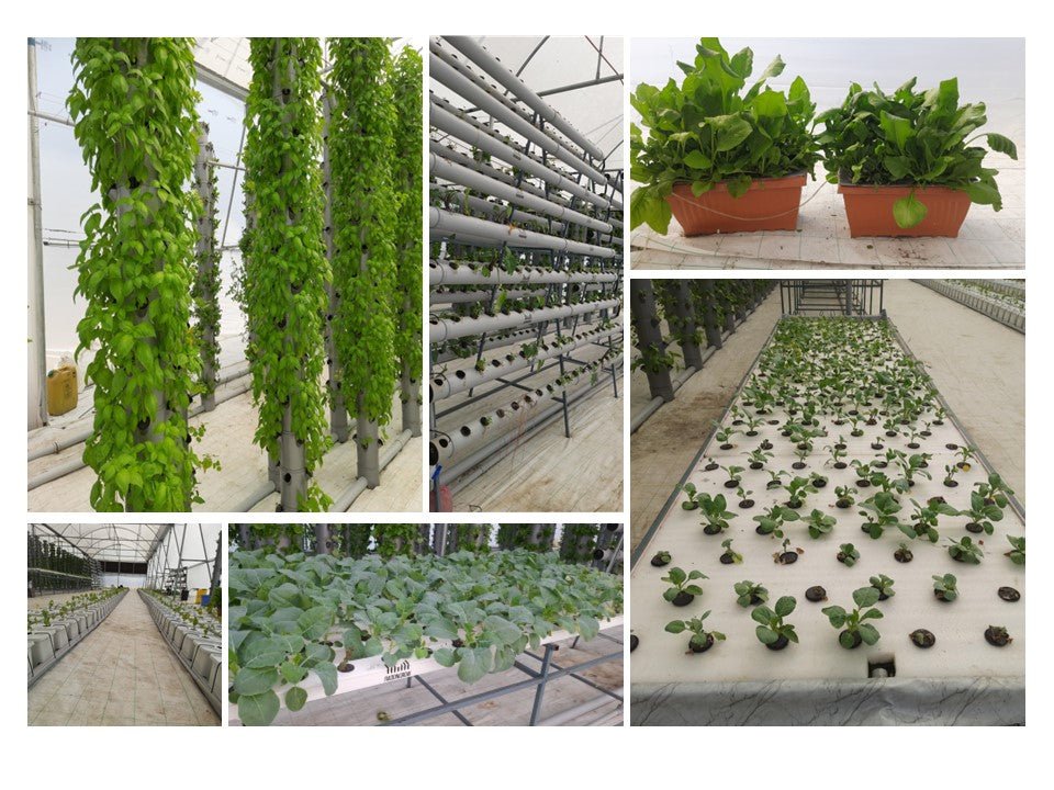 Visit High-Tech Vertical Aeroponic and Hydroponic Farm. – RADONGROW Pvt Ltd